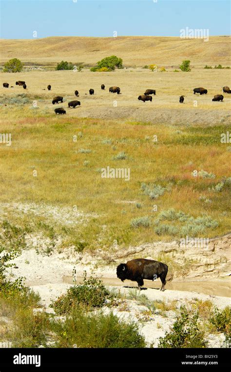 American Bison Bison Bison Herd Scenery Landscape Prairie Plains Sage