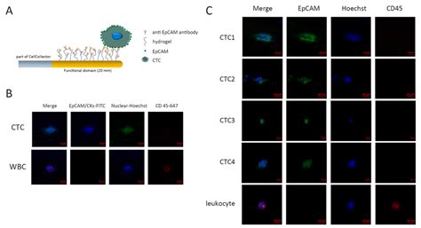 Circulating Tumor Cells Ctc Capture And Identification In Vivo A