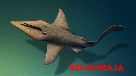 Squaloraja Youtube