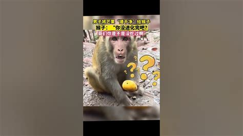 男子将芒果搓干净给猴子，猴子：哥们！你没进化完吧？网友：猴都不敢相信会有这样的人 Youtube