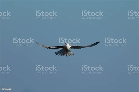 샌 프란 시스 코 베이 다이빙 하려고 포스터의 제비 갈매기 갈매기에 대한 스톡 사진 및 기타 이미지 갈매기 검은색 깃털 Istock