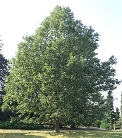 Quercus Castaneifolia Trees And Shrubs Online