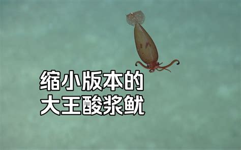 大王与透明的深海幽灵酸浆鱿科睡前软体动物学355 NanikoQAQ NanikoQAQ 哔哩哔哩视频