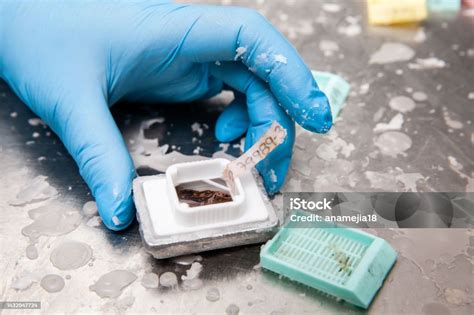 Scientist Embedding Tissues In Paraffin Blocks For Sectioning Pathology Laboratory Cancer