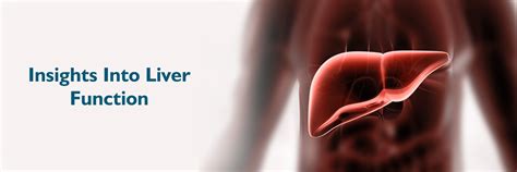 Understanding Liver Function And Its Importance