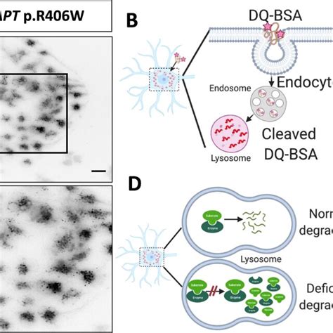 Human Ipsc Neurons Expressing The Mapt Pr406w Mutation Display Defects