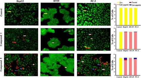 Cell Apoptosis Observed Using Fluorescence Microscope 200× Cells Download Scientific Diagram
