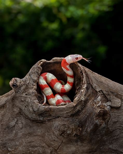 Galápagos Reptile Gear Hollow Tree Root
