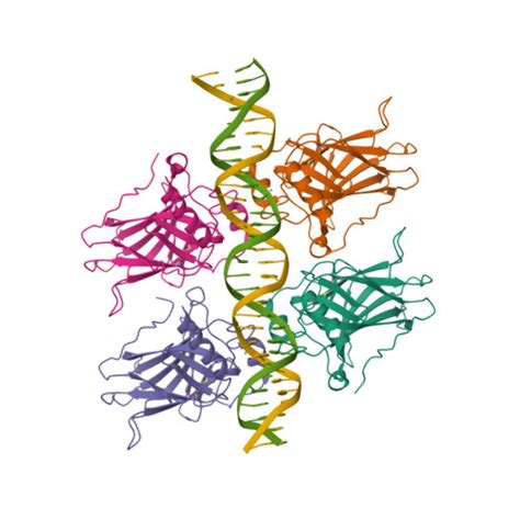 Rcsb Pdb 7eeu Human P53 Core Domain With Hot Spot Mutation R282w In