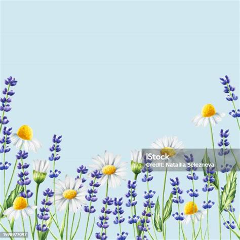 라벤더와 카모마일 그림이 있는 수채화 배너는 흰색 배경에 분리되어 있다 미용 제품 및 식물학 세트 화장품 및 의학의 세부 사항 디자이너 스파 장식 엽서 포장지 스크랩북 표지