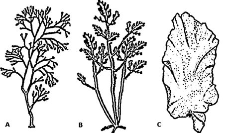 General Morphology Of Targeted Macroalgae A Silvetia Compressa Download Scientific Diagram