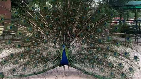 Beautiful Peacock Dance On Music Youtube
