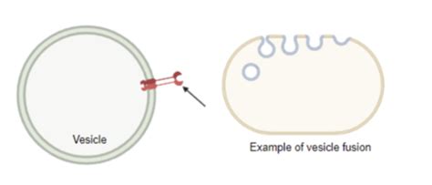 Molec And Cell Exam 3 Quiz Questions Flashcards Quizlet