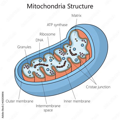 Human Mitochondria Structure Diagram Schematic Vector Illustration Medical Science Educational