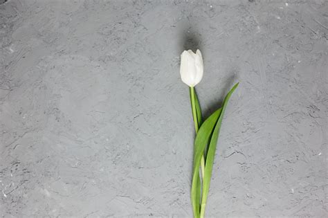 회색 콘크리트 바탕에 흰 튤립 최고의 볼 수 있습니다 플랫이 하다 부활절 어머니의 날 및 봄 휴가 대 한 엽서 3월에 대한 스톡 사진 및 기타 이미지 Istock