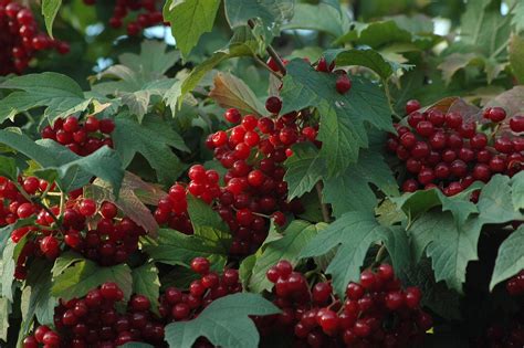 4 Free Kalina Užitočná And Viburnum Images Pixabay