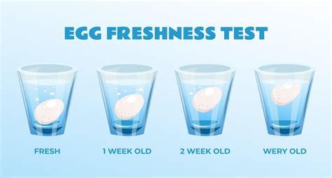 Premium Vector Egg Water Glass Experiment Freshness Test Action
