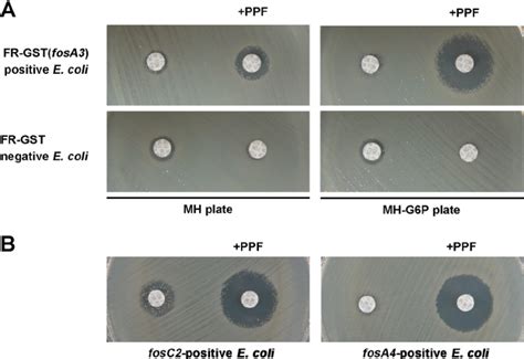 A Potentiation By Ppf In Growth Inhibition Zone Diameters Around A Download Scientific