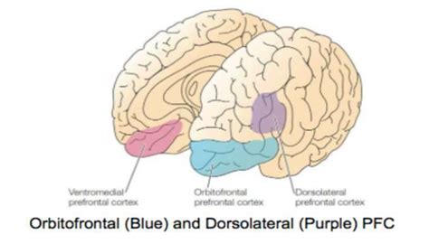 Feeling The Love Brain Hacking Your Relationships I ASC