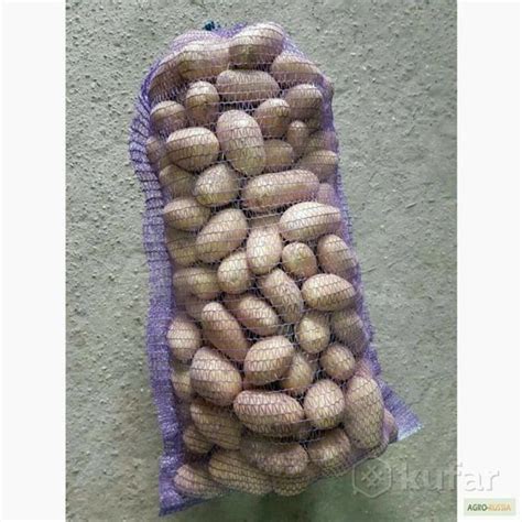 Продам картофель картошку сорт Королева Анна цена 0 98 р купить в Минске на Куфаре