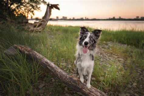 Очаровательные животные на снимках Карлоса А Мильжура Dymontiger — Livejournal