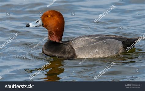Redhead Duck Flying