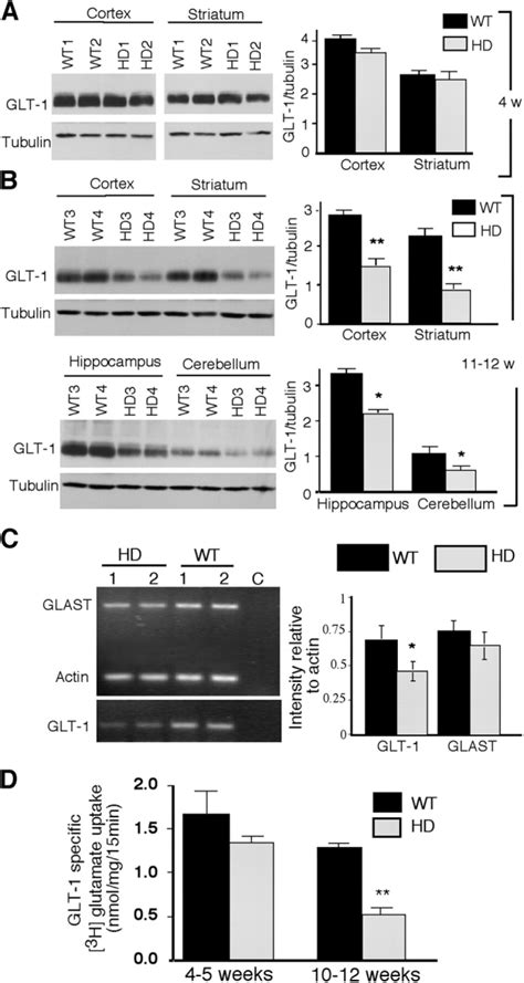 Decreased Expression Of Glutamate Transporter Glt 1 And Glutamate
