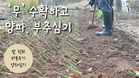 세컨하우스 시골브이로그 강원도 양파는 어떤 맛일까 무 수확한 밭에 양파 심기 480개 부추 심기 밭에 비료