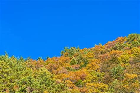 Fall Treeline Stock Photos Images And Backgrounds For Free Download