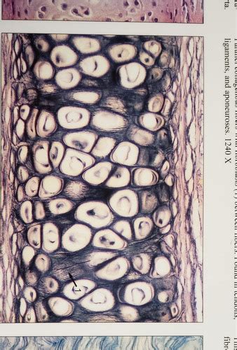 Lab Tissues Flashcards Quizlet Lab Tissues Flashcards Quizlet