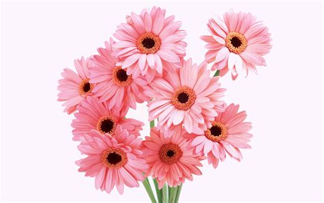 Hình nền hoa đẹp