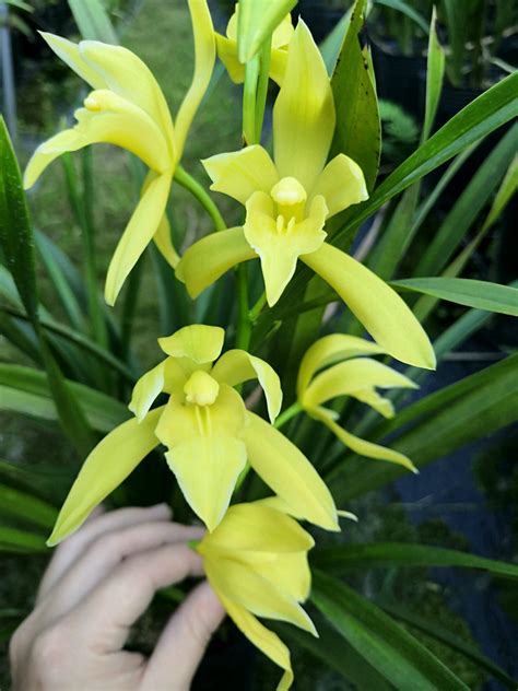 此款名品兰花，养护容易，价格便宜，一年开花多次，适合新手花友 百科ta说