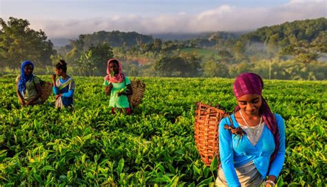 Supply Chain Decarbonisation With A Gender Lens Business Fights Poverty