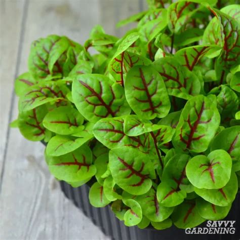 Red Veined Sorrel How To Plant Grow And Harvest Red Veined Sorrel