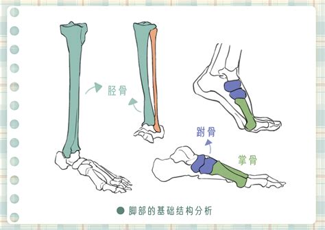 4 个脚部绘制技巧！帮你攻克画脚难题 知乎