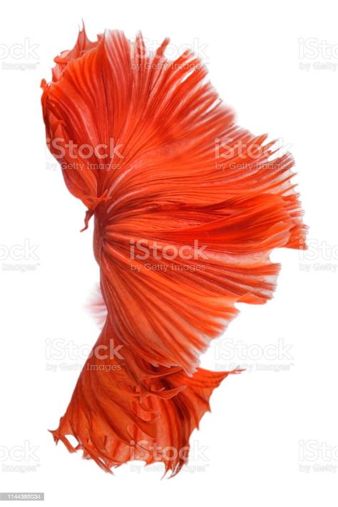 베타 피쉬 샴 파이팅 피시 화이트 배경에 고립 된 베타 하프 문 투어에 대한 스톡 사진 및 기타 이미지 투어 0명 가축 Istock