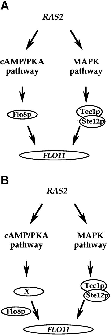 Model Of Two Signal Transduction Pathways The Ras Regulated Camppka Download Scientific
