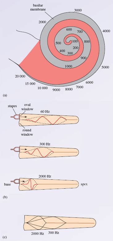 Basilar Membrane Diagram