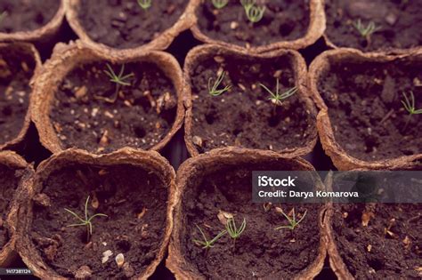 창턱에 녹색 묘목이있는 생분해 성 냄비 유기농 묘목 냄비에서 자라는 신선하고 녹색 채소 묘목의 꼭대기 전망 0명에 대한 스톡 사진 및 기타 이미지 Istock