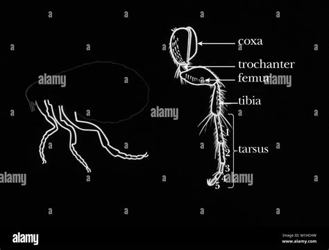 Examples Of Morphological Traits