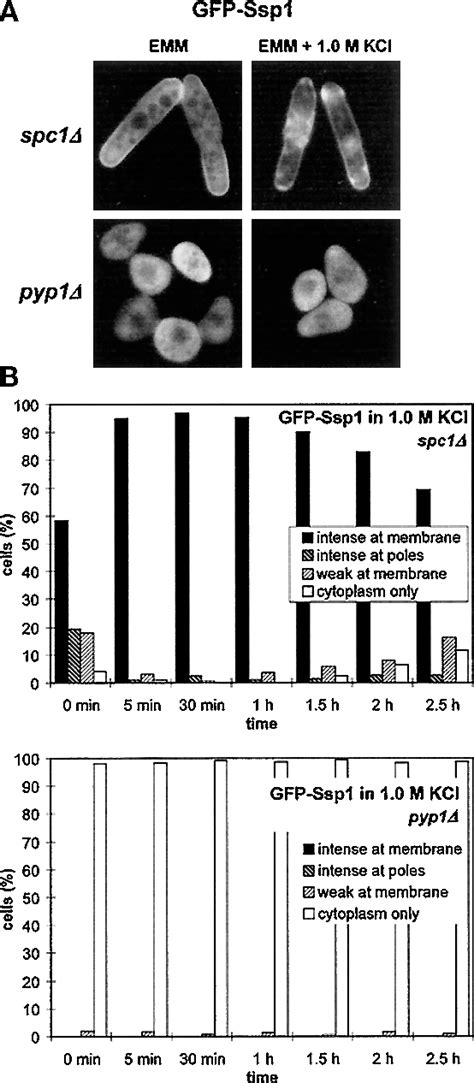 Figure 7 From Ssp1 Promotes Actin Depolymerization And Is Involved In