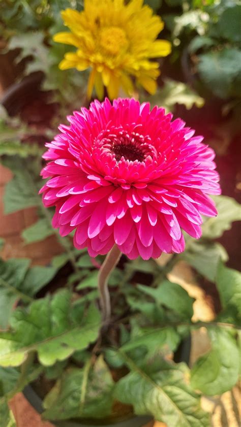 Daisy Gerbera Pink Free Photo On Pixabay Pixabay