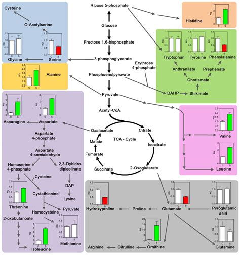 Integrating Transcriptional Metabolic And Physiological Responses To