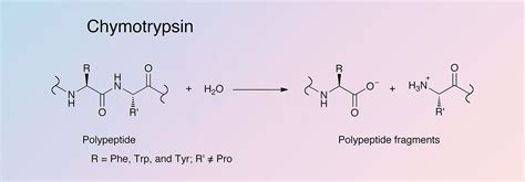 Structure Of Chymotrypsin