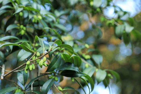 树木素材 树木模板 树木图片免费下载 设图网