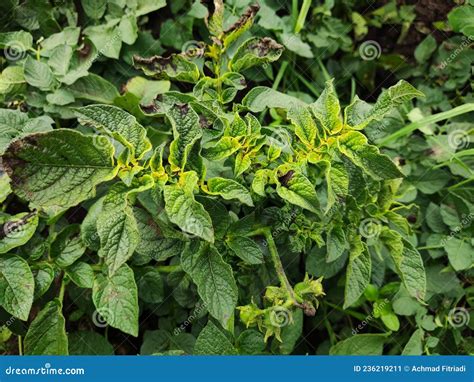Diseased Potato Plant Leaves Stock Image Image Of Plant Lawn 236219211
