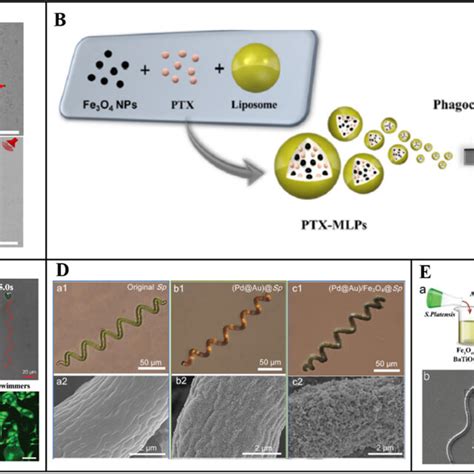 Biohybrid Micronanorobots A Acoustically Powered Rbcm Micromotors Download Scientific