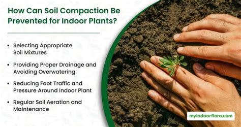 Soil Compaction And Indoor Plants Effects Prevention