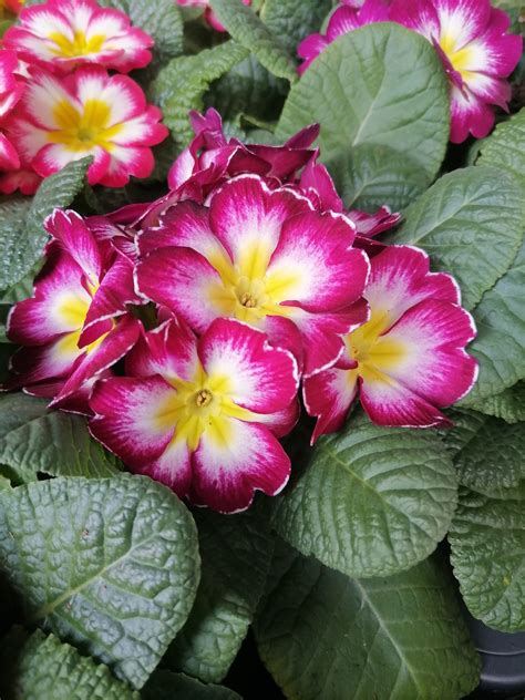 Овощен и декоративен разсадник Фантазия