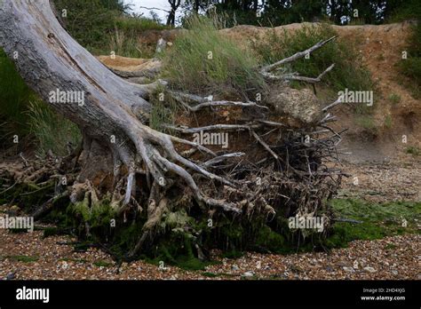Effects Of Coastal Erosion On Trees Stock Photo Alamy